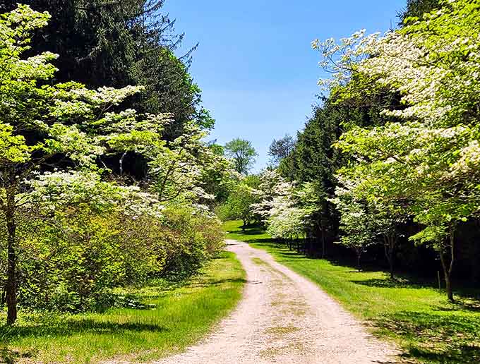 Tree-lined paths like this prove that nature's architecture beats anything humans could design, no blueprints required here.