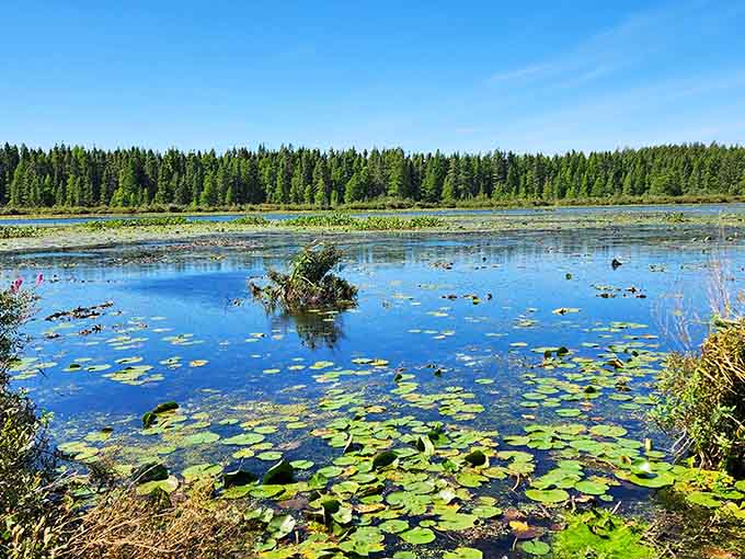 Lily pads float like nature's dinner plates across mirror-smooth water, creating a scene Monet would envy.