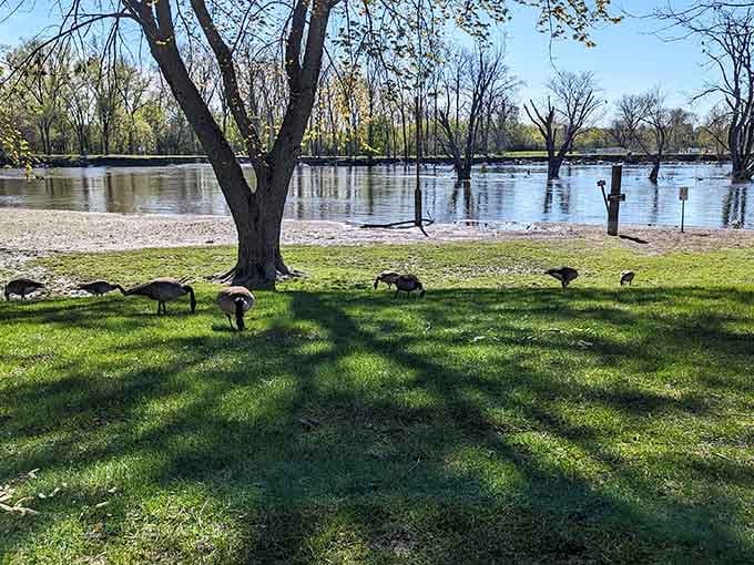 Canada geese treating the shoreline like their personal country club, membership apparently wide open to all waterfowl.