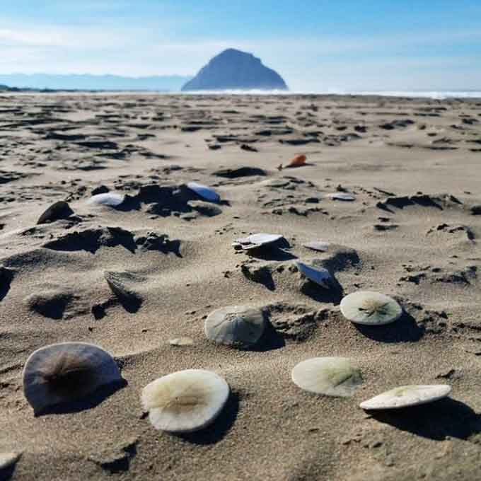 Nature's own treasure hunt leaves sand dollars scattered like geological breadcrumbs along the tide line each morning.