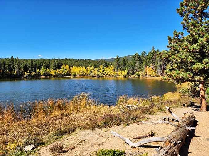 Mud Lake's golden aspens reflecting in still water create autumn magic that cameras barely capture adequately.