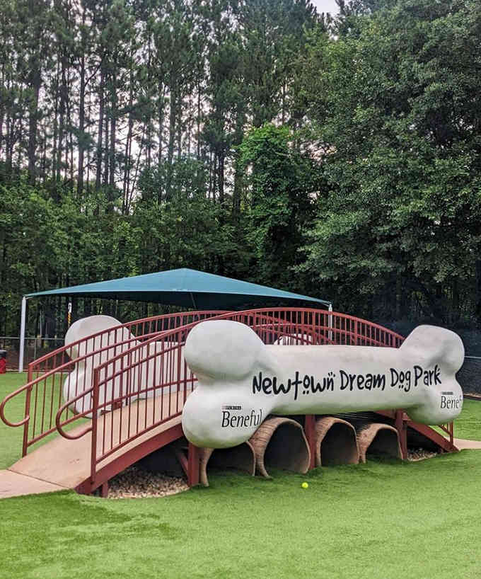That giant bone bridge is basically the canine equivalent of walking the red carpet at the Oscars.