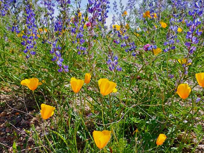 Spring wildflowers transform the desert into nature's own impressionist painting, minus the expensive museum admission fee.