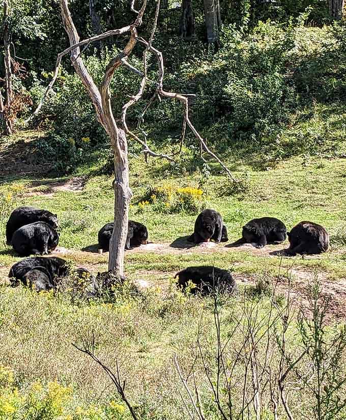 A lineup of bears relaxing in the sunshine looks like the world's furriest and most adorable neighborhood watch.