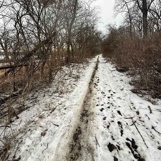 Winter transforms the trail into a quiet wonderland where hoofprints tell stories in fresh snow.
