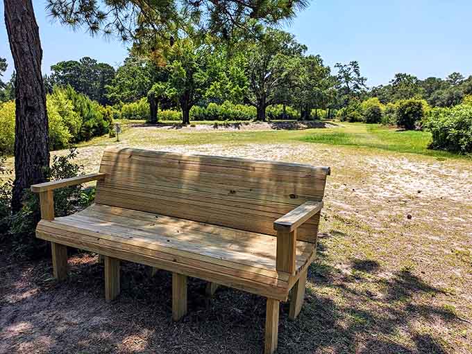 A bench with a view that costs nothing but delivers more peace than any expensive therapy session ever could.