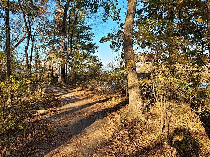 Dappled sunlight on a winding trail whispers promises of adventure just around the next bend ahead.