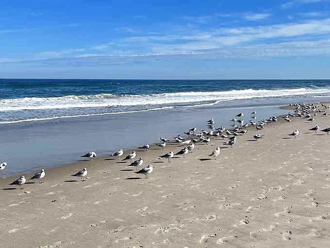 Shorebirds gather for their daily meeting, discussing important bird business we'll never quite understand completely.