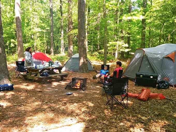 Campsite living among ancient trees beats any five-star hotel for genuine peace and perspective.