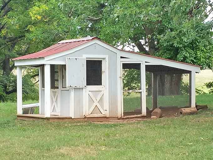 The charming chicken coop provides a cozy home for feathered friends who've found their forever sanctuary.