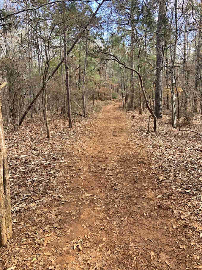 The leaf-strewn path winds through quiet woods, promising canyon views that'll make every step worthwhile for patient hikers.