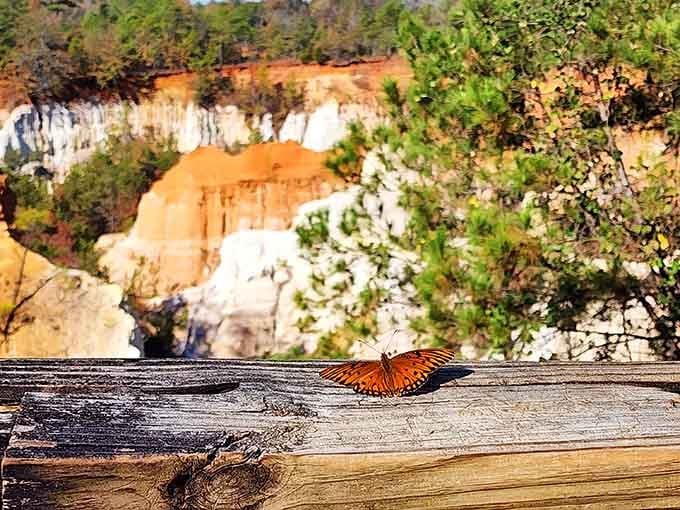 Even butterflies pause to admire the view, resting on weathered wood with rainbow-hued gullies as backdrop.
