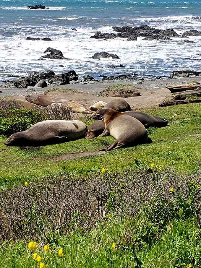 Local elephant seals lounging like they own the place, which honestly, they kind of do at this point.