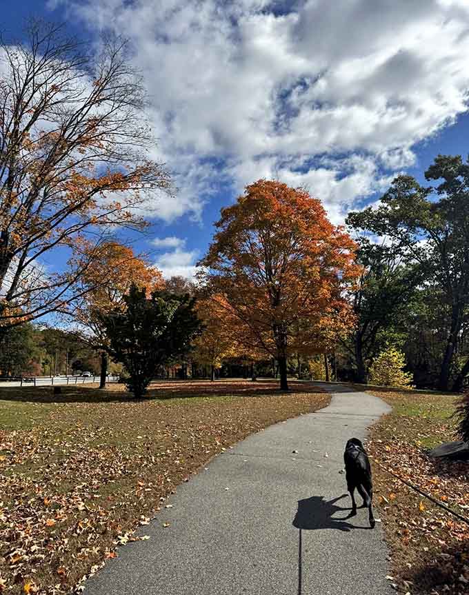 Four-legged trail companions know what's up: autumn leaves, fresh air, and zero traffic to dodge.