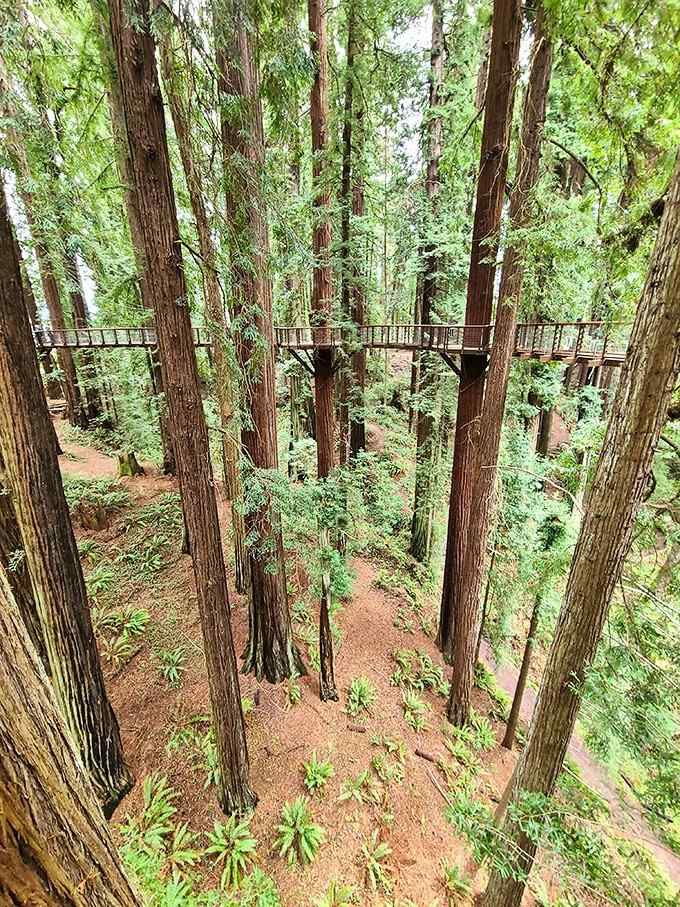 From up here, the forest floor looks like a different planet you used to visit regularly.