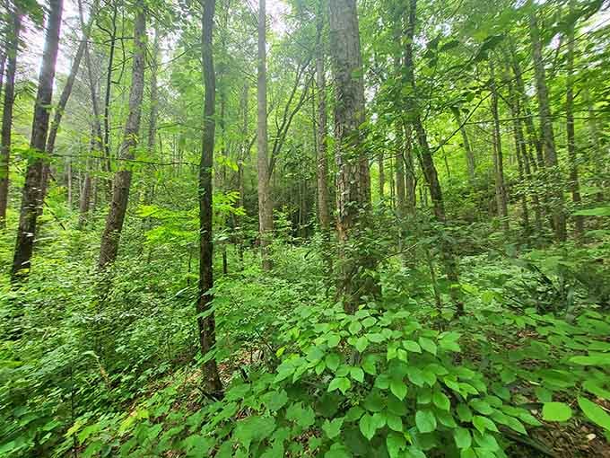 The forest canopy provides shade and that fresh mountain air you can't bottle or buy online.