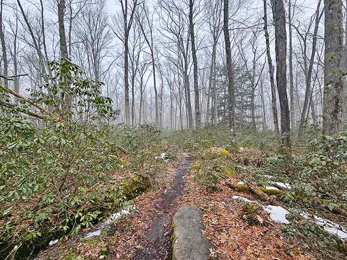 Even the approach trail hints at the geological wonders waiting just ahead through these misty Maryland woods.
