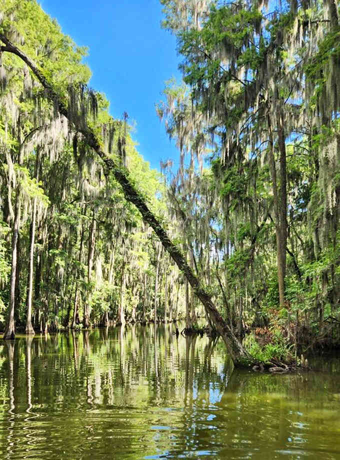 Centuries-old cypress trees create cathedral ceilings that no architect could design, even with unlimited budget.