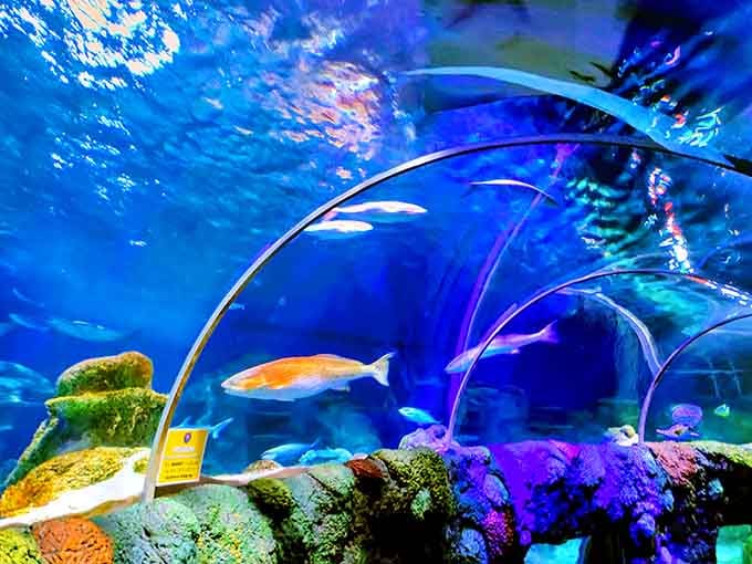 The curved tunnel offers views that would make Jacques Cousteau weep with joy, all without getting your hair wet.