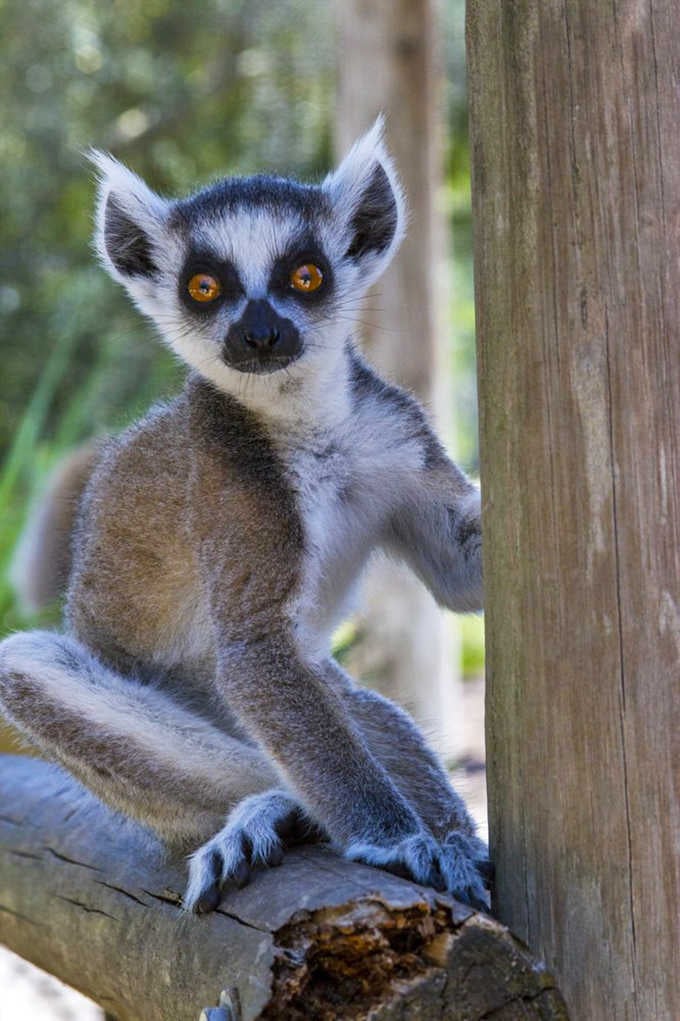 Those eyes have seen things, probably mostly involving tourists making lemur sounds that aren't even close to accurate.