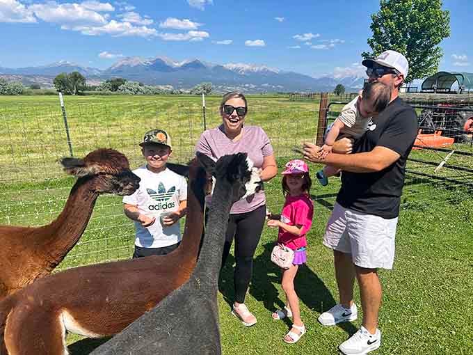 Meeting alpacas beats meeting your HOA board president&mdash;softer, friendlier, and they don't complain about your lawn.