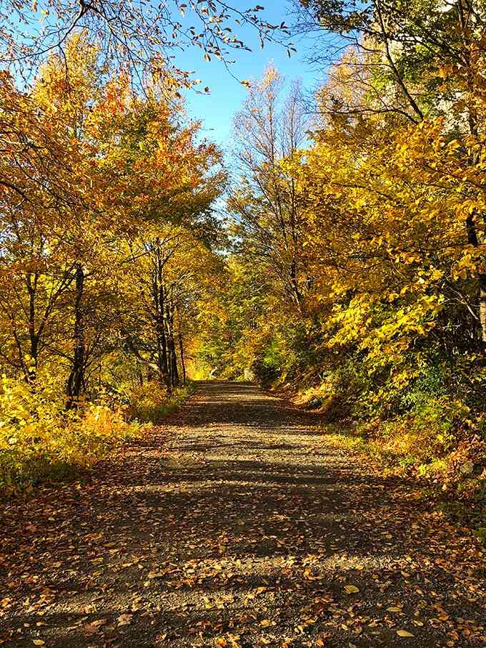 This path through autumn's golden tunnel makes you understand why people write poetry about fall in New York.