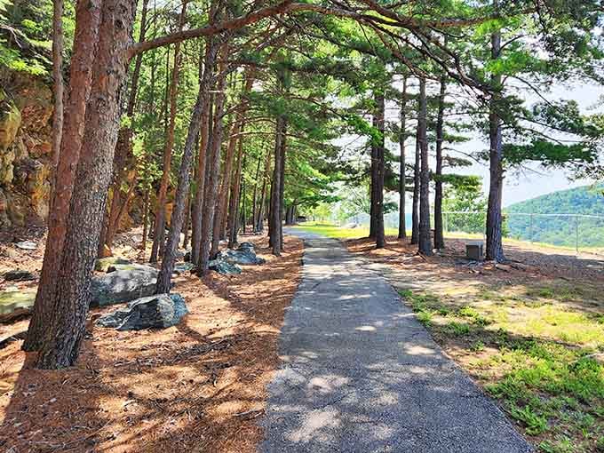 Shaded pathways like this make walking feel less like exercise and more like a scenic meditation session with trees.