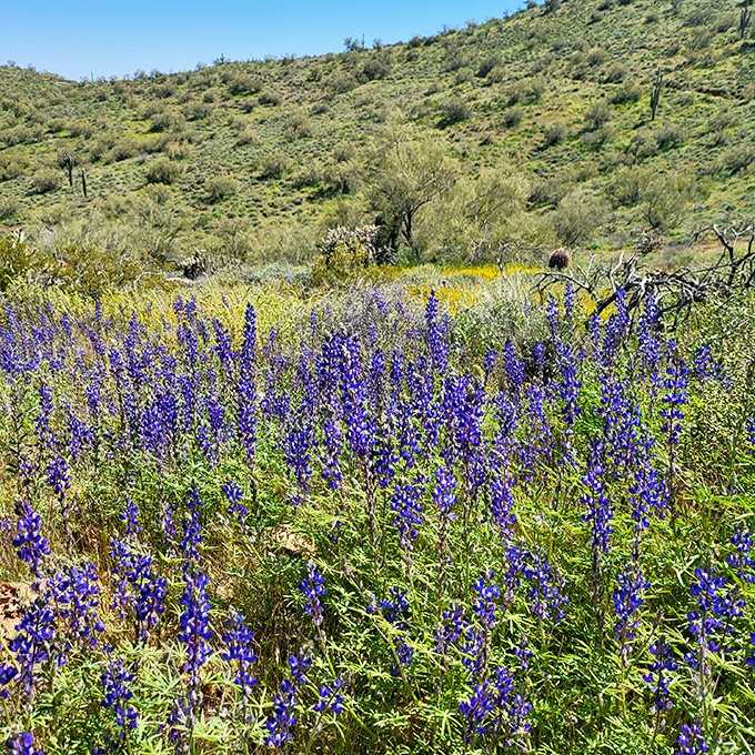Spring's secret weapon: lupines transforming the desert into an unexpected purple paradise that'll make your camera very happy.