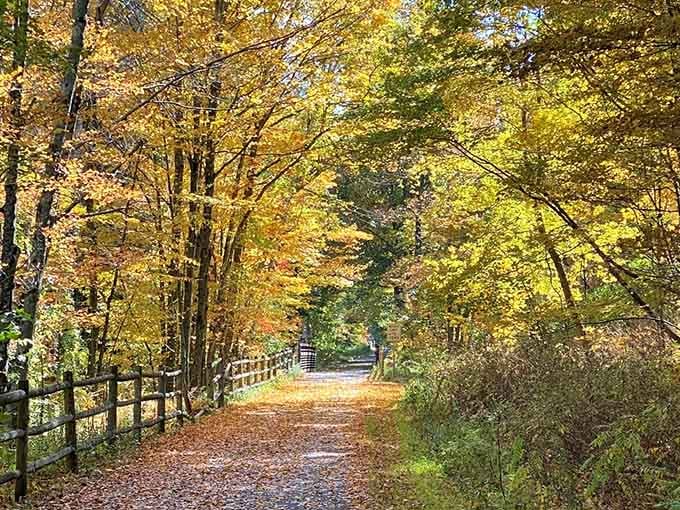 Fall foliage that makes you understand why people write poetry about trees losing their leaves.