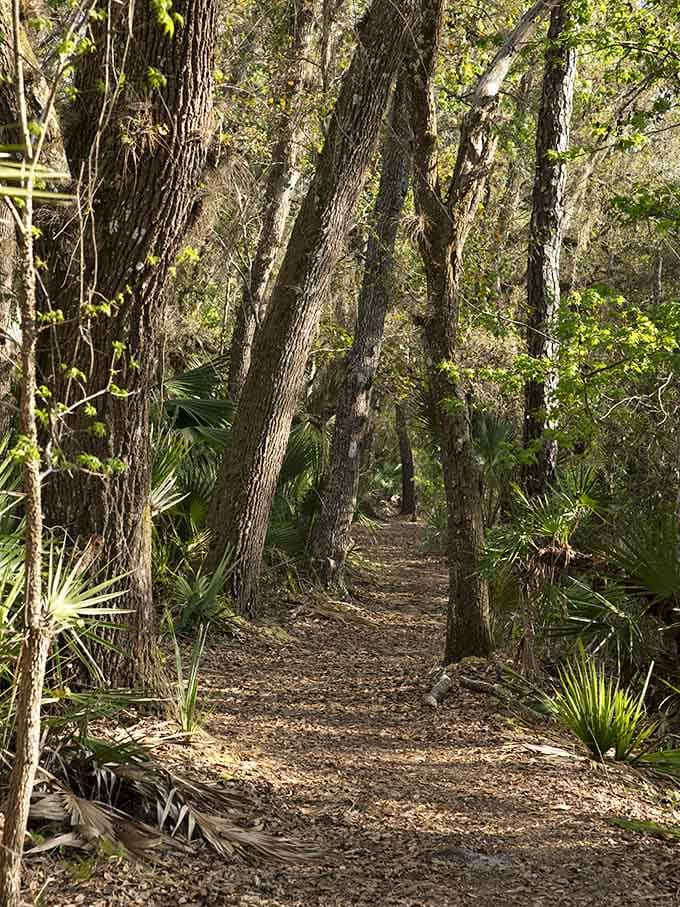 The trail beckons you forward through palmetto-lined corridors, each turn revealing another chapter of Florida's wild beauty.