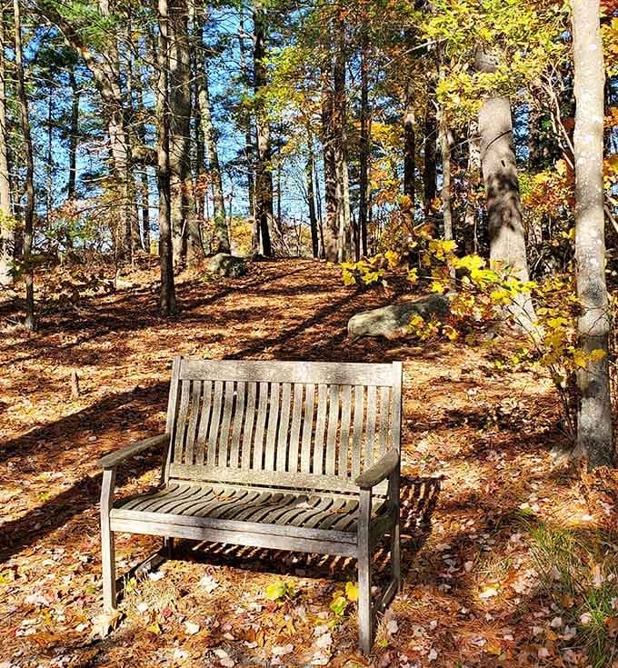Sometimes the best seat in the house is surrounded by falling leaves and zero expectations.
