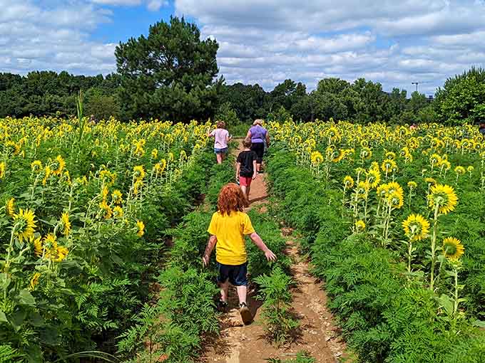 Little explorers discovering that the best adventures don't require screens, just sunshine and endless yellow blooms.
