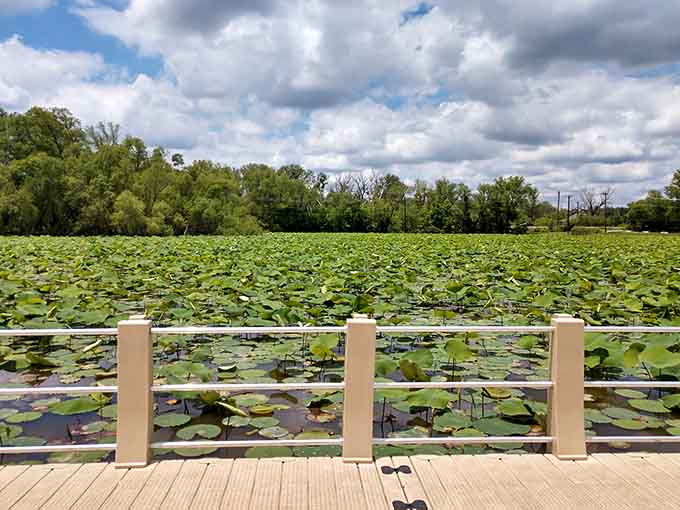 Lotus blooms transform the lake into an impressionist painting that Monet would've absolutely envied.