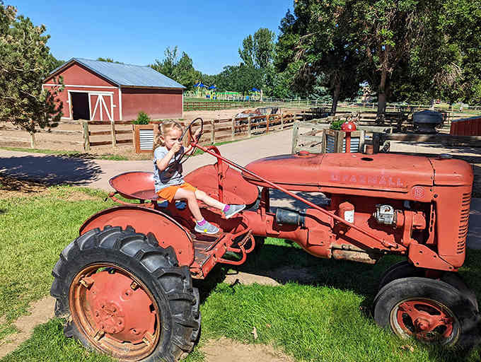 That vintage tractor isn't going anywhere, but it sure makes kids feel like real farmers for a moment.
