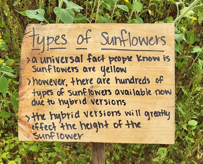 Educational signs teach you sunflower facts you never knew you needed, making you the hit of your next dinner party.