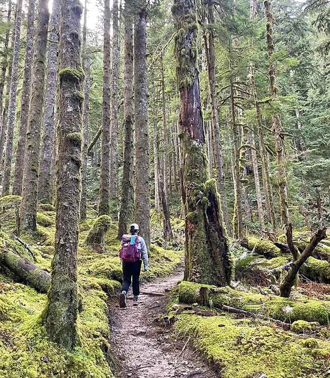 Old-growth forest where the trees have seen more history than your favorite documentary series could ever cover completely.