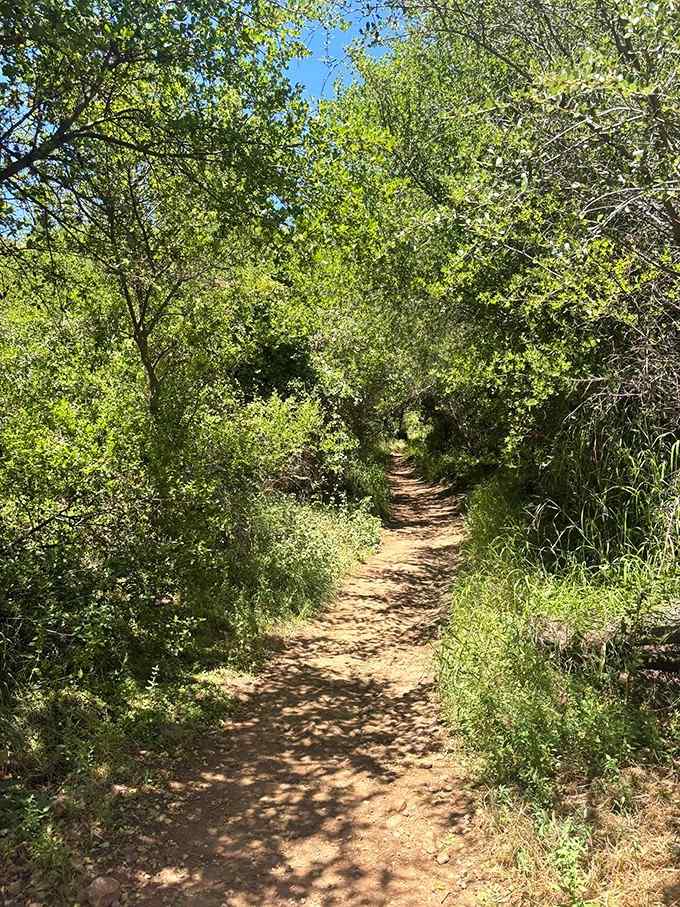 Dappled sunlight filters through the canopy, turning an ordinary trail into something straight out of a fantasy novel.