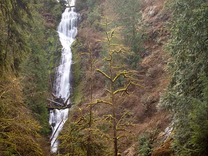 Munson Creek Falls cascades through the forest like nature's own private water feature, moss included.