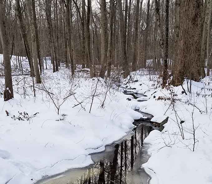 Winter transforms the brook into a ribbon of liquid silver, nature's own jewelry on full display here.