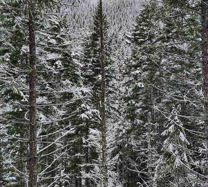Winter transforms the forest into a frosted wonderland, proving that Pacific Northwest beauty doesn't take a seasonal vacation.