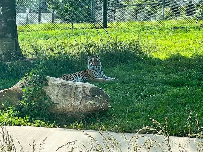 Majestic tigers lounging in the shade, living their best life while you're stuck in traffic back home.