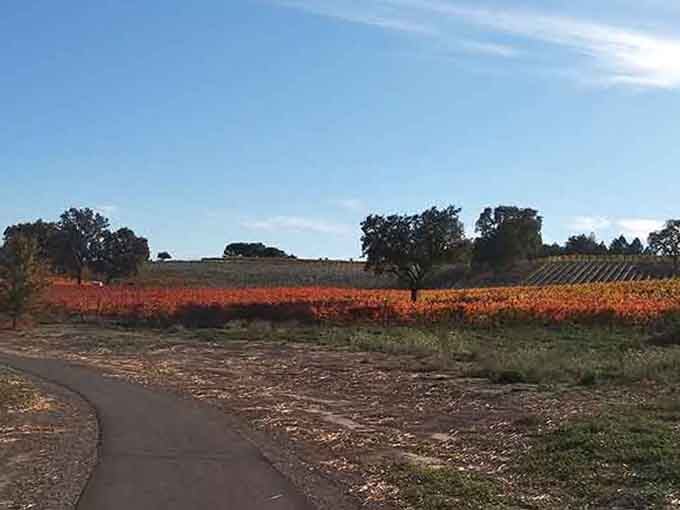 Autumn transforms these vineyards into a fiery tapestry that would make any painter jealous beyond words.