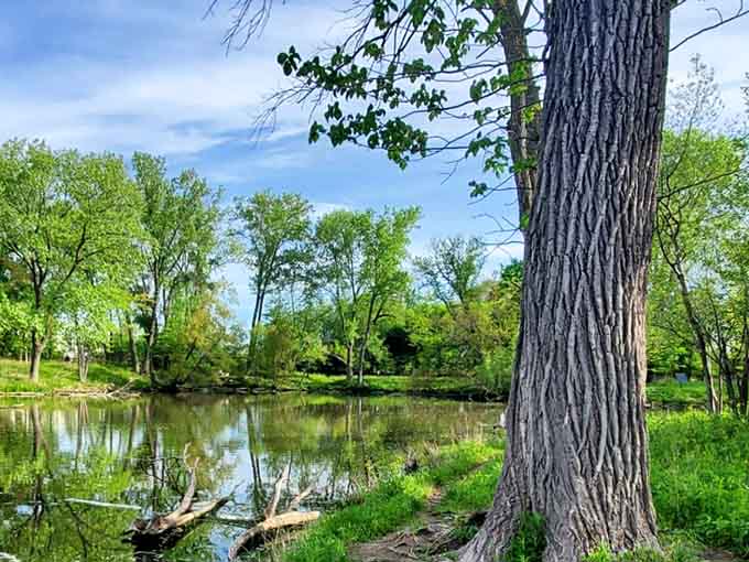 That tree trunk has stories to tell, standing guard over water that changes with every season.