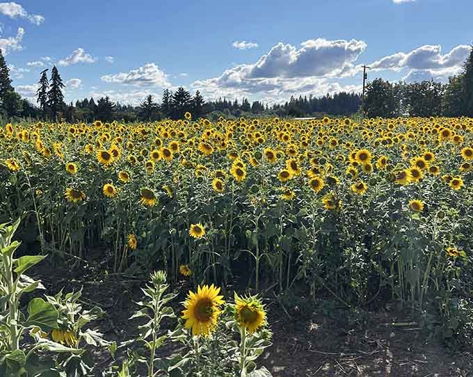 An endless sea of yellow stretches toward distant trees, making you forget the highway exists nearby.