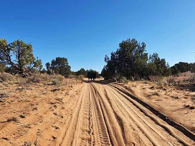 Those tire tracks in deep sand tell the story of every 4WD vehicle that's ever questioned its life choices.