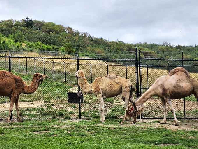 Camels hanging out behind the fence, probably discussing the weather and wondering why Oregon isn't more desert-like.
