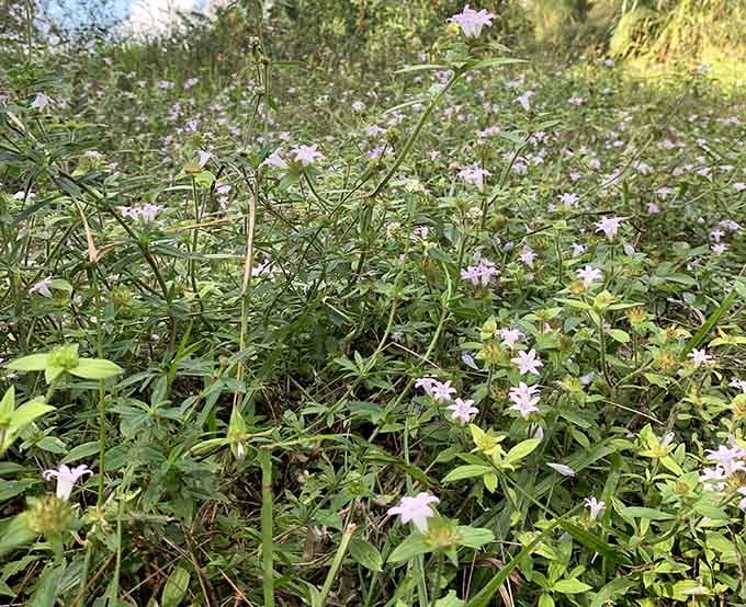 Delicate wildflowers prove that beauty doesn't need to shout; sometimes it just quietly blooms along forgotten paths.