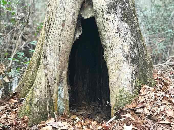 Hollow trees like this one serve as nature's apartment buildings for countless woodland creatures seeking shelter.