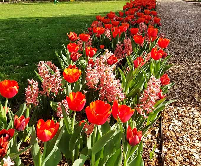 These tulips are showing off in the best possible way, creating a spring display that demands attention.
