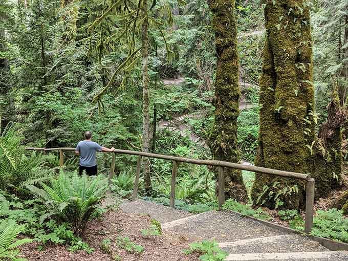 Moss-covered tree trunks stand like ancient pillars in this cathedral where ferns carpet the forest floor.